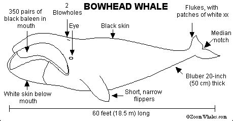 Bowhead Whale