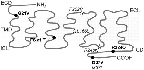 Agtr2 Mutations In X Linked Mental Retardation Science