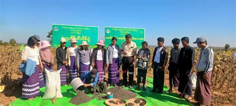 နတ်မောက်မြို့နယ်တွင် ဆီထွက်သီးနှံ ဆောင်းနေကြာစံကွက်ရိတ်သိမ်းပွဲ ကျင်းပ Information And Public