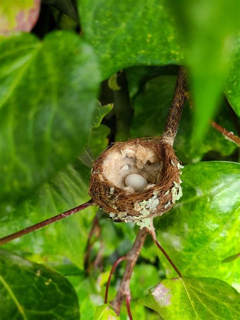 Hummingbird Nest R Hummingbirds