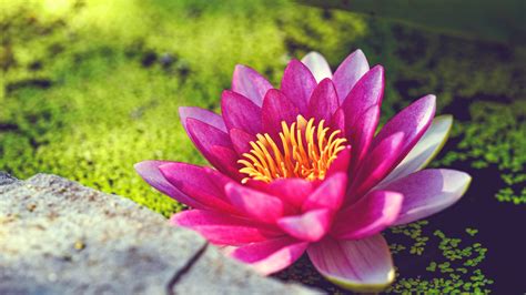 Pink Water Lily Flower Wallpapers Hd Wallpapers Id 17713