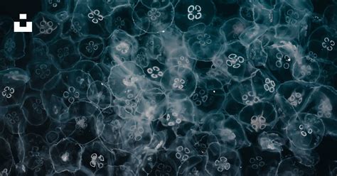 파란색과 흰색 거품 그림 사진 Unsplash의 무료 터키 이미지