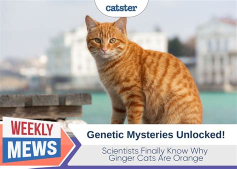 Scientists Finally Know Why Ginger Cats Are Orange Genetic Mysteries