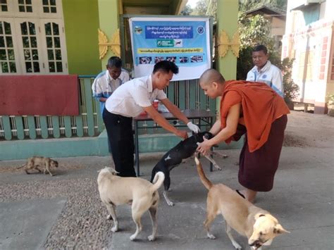 ပြည်ထောင်စုနယ်မြေ၊ နေပြည်တော် ၈ မြို့နယ်တွင် ခွေးရူးရောဂါကာကွယ်ဆေးထိုးနှံခြင်းဆောင်ရွက် Lbvd
