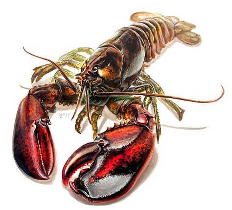 가재 랍스타 기초디자인 개체묘사 바닷가재 가재 그림