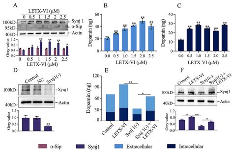 Mediation Of Synaptojanin 1 On The Letx Vi Caused Increase In Dopamine Download Scientific