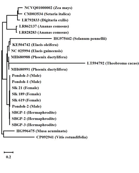 The Phylogenetic Tree Was Generated By The Mega11 Software Tamura Et