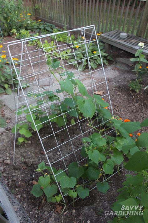 Cucumber Plant Spacing For High Yields In Gardens And Pots
