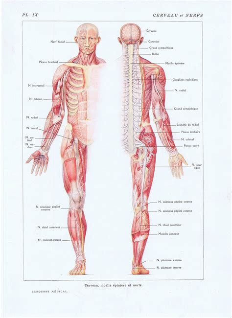 1925 Zenuwen Lichaam Antieke Anatomie Prent Larousse Medical Etsy