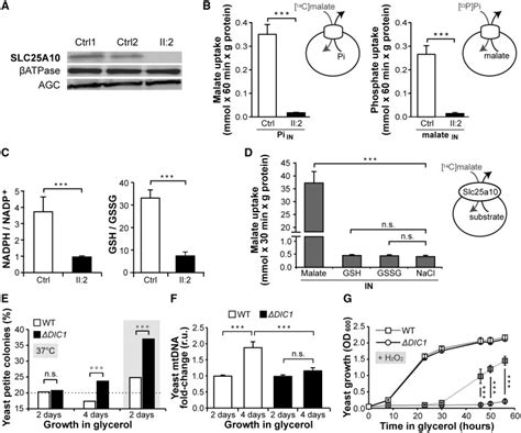 Slc25a10 Biallelic Mutations In Intractable Epileptic Encephalopathy