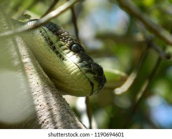 Python Climbing Tree Images Stock Photos Vectors Shutterstock