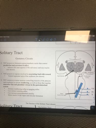 Neuro Overflow Flashcards Quizlet