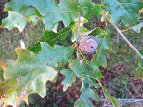 Plants North Carolina Native Plant Society