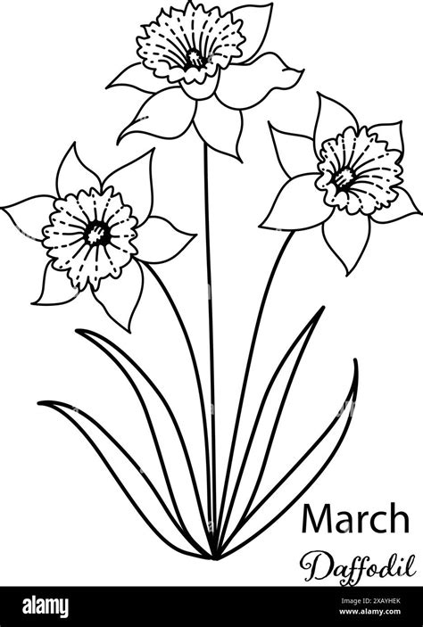 Birth Month Flower Of March Is Daffodil Flower For Printing Engraving Laser Cut Coloring And