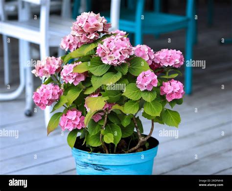 Growing Pink Hydrangeas In A Pot Bright Beautiful Pink Hydrangea