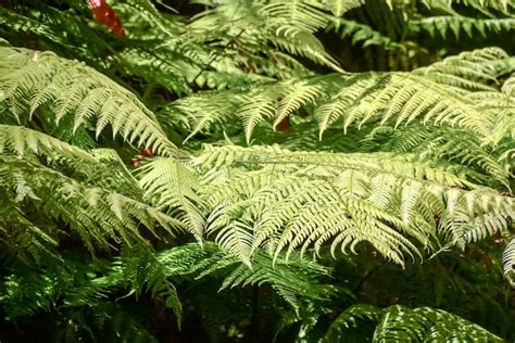 Premium Photo Leaf Background Texture Pattern