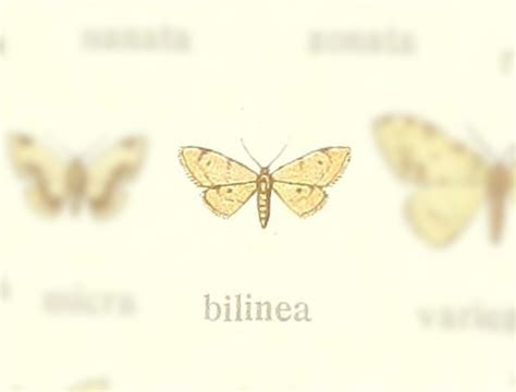 Idaea Bilinea · Inaturalist