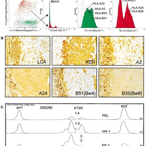 Combined Hla A B Phenotype Analysis By Flow Cytometry And Download Scientific Diagram
