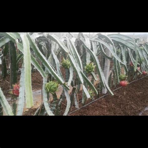 Pitaya Pitaya 2jhyv Roboflow Universe