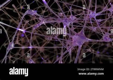 Journey Through A Network Of Neuronal Cells And Synapses In The Brain Through Which Electrical