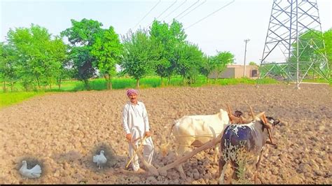گاؤں میں آج بھی کسان بیلوں سے زمین پر ہل چلاتے ہیں ، Youtube