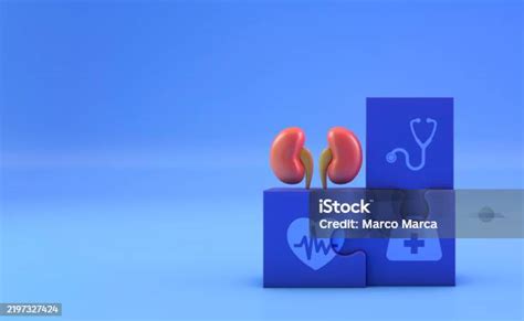 장기 기증자 개념 신장 문제 신장 통증 신장 낭종 신부전 및 신장암퍼즐 및 신장 3d 개념에 대한 스톡 사진 및 기타 이미지 Istock