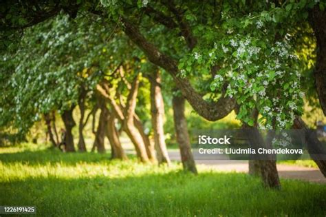 장식 흰색 사과의 아름다움 신선한 개화 밝은 푸른 하늘 위에 과일 젊은 복숭아 나무 잎 분홍색 꽃 첫 번째 태양과 새벽 이른 빛에 녹색 잔디의 전체 색상 선명한 봄 공원