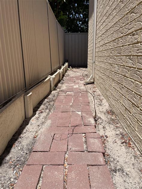 Rubber Tree Roots Issue Rarborists