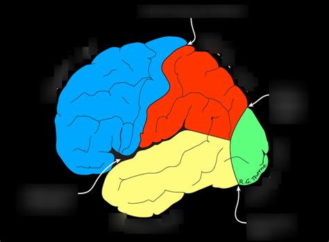 NTP Lecture Gross Features Of The Cortex Diagram Quizlet