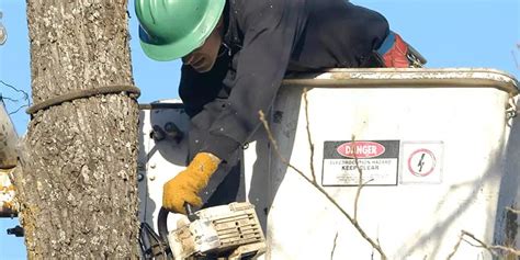 Tree Removal Services In Texas Stonebridge Lawn And Garden