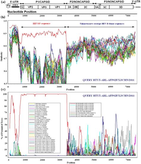 Gene Structure Organization A Similarity Plot B And Bootscan