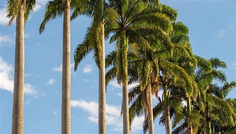 Discover 14 Types Of Palm Trees In Florida A Z Animals