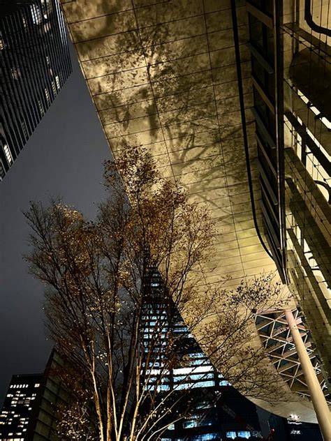 Shadow Tree Urban Free Photo On Pixabay Pixabay