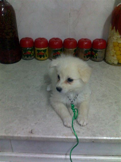 كلاب للبيع في عمان الاردن