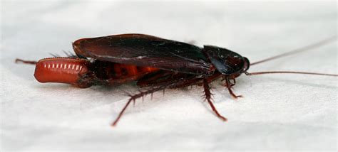 Flying Cockroaches In Florida A Pest Problem And How To Deal With Them