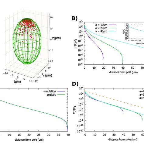 Concentration Gradient In A Spheroidal Cell A Configuration Of The