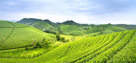 Improving The Efficiency Of Phosphorous Fertilisers Springwise