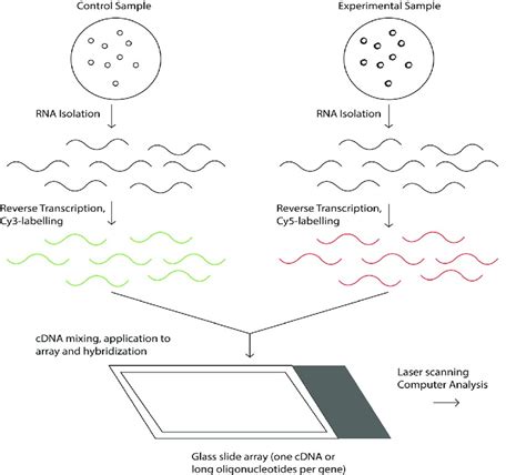 Application Of Oligonucleotides In Gene And Disease Detection Boc Sciences