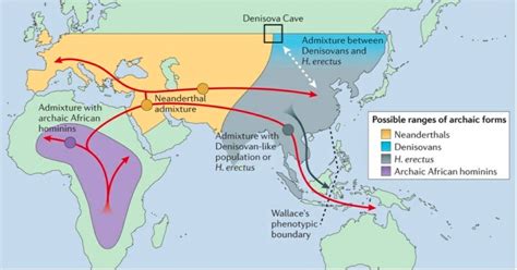 Persilangan Neanderthal Denisovan And Homo Sapiens Sebuah Jalan Panjang