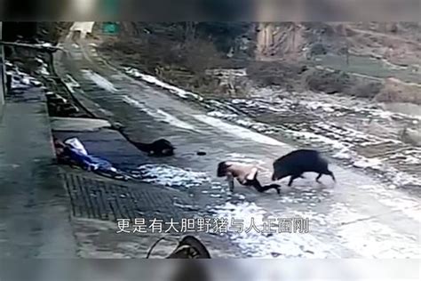 凶狠野猪大闹加油站，场面一片混乱，大叔只用一招将其降伏！场面野猪大叔