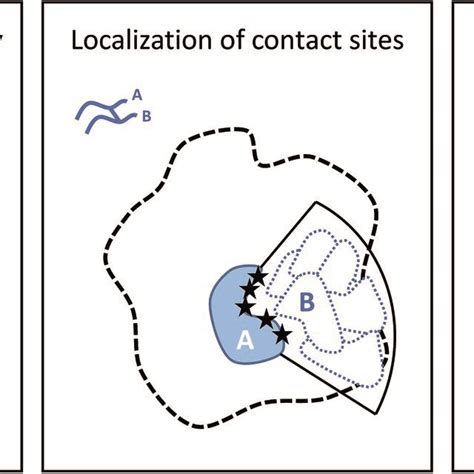 Different Levels Of Spatial Information Derived From Cross Linking Download Scientific Diagram