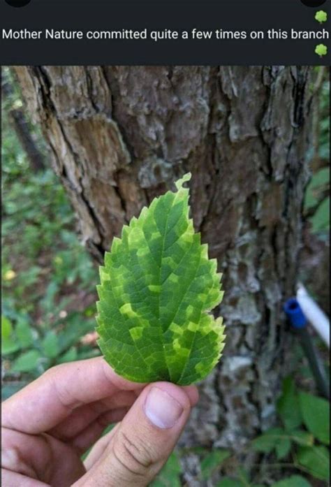 Coding Vibe Codingvibee • Instagram Photos And Videos