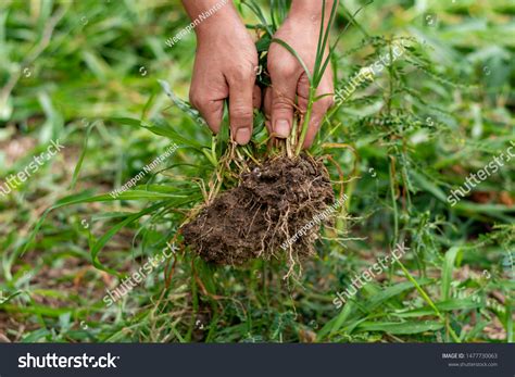 Unwanted Tree Roots Over Royalty Free Licensable Stock Photos Shutterstock
