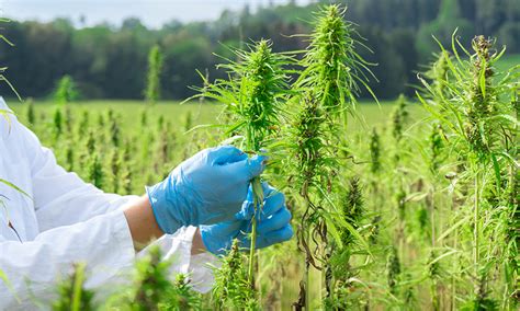 НС ОБСЪЖДА ПРЕРАБОТКАТА НА ИНДУСТРИАЛЕН КОНОП Родопи Инфо