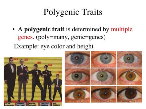 PPT Dominance And Multiple Alleles PowerPoint Presentation Free Download ID 5890417