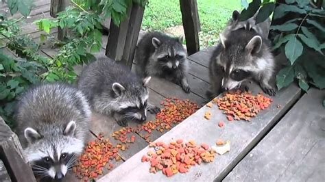 Cinco Mapaches Bebé Disfrutan De Un Bocadillo Youtube