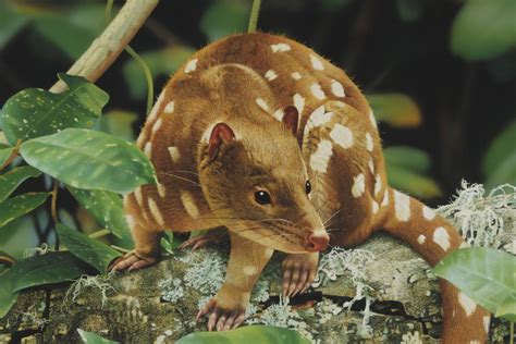Fact File Spotted Tail Quoll Australian Geographic