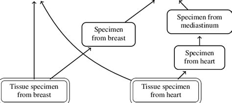 Non Lattice Pair From The Specimen Hierarchy Download Scientific Diagram