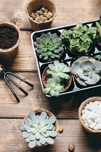 원예 나무 테이블 배경에 정원사와 다육 식물 묘목을위한 도구 세트 봄 정원 작품 개념 홈 정글 온 가족을위한 가정 취미 0명에 대한 스톡 사진 및 기타 이미지 Istock