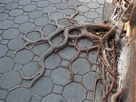 Tree Roots Winning Their Battle Against Concrete Bored Panda